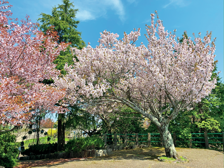 花ハイクの達人3名が推す「一度は行ってみたい！」関東・中部・関西の花スポット9選 - 【BE-PAL】キャンプ、アウトドア、自然派生活の情報源ビーパル